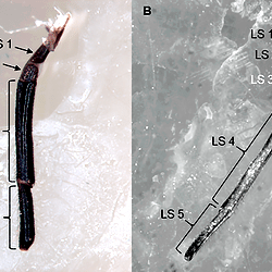 Labium and labial segments of Lycorma delicatula in nymphs and adults.