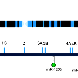 Schematic diagram of PVT1 gene structure).