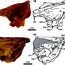 Left, 6A-B, and right, 6C-D, lateral views of referred specimen of ...