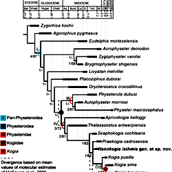 Time-calibrated phylogeny of Pan-Physeteroidea.