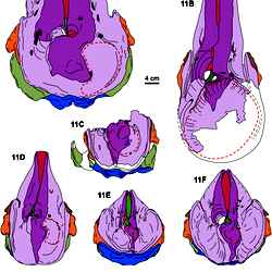 Dorsal views of kogiid skulls.