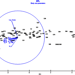 PCA graph of the different body size parameters.