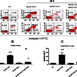 Effects of XN4 on apoptosis induction in CML cells.