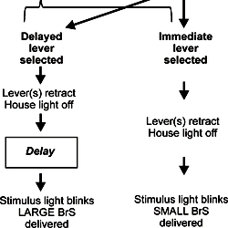 Flow chart showing contingencies for the delay discounting task.