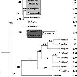 *BEAST species trees for Protoparmelia s. str. as suggested by ML (BS ≥ ...