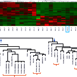 A) Heatmap and B) dendrogram for all the lincRNAs along with their ...