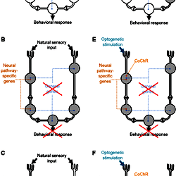 Principle of a forward optogenetics to identify pathway-specific and general genes controlling ...