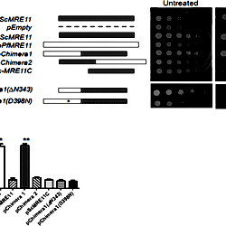 Functional complementation of ∆mre11 mutant of S. cerevisiae by PfalMre11 nuclease domain in ...