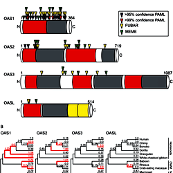 Evolutionary histories vary across the OAS gene family in primates.