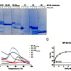 Biochemical characterization of different BP-2b constructs.