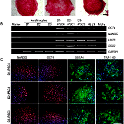 The hiPSC lines showed pluripotent characteristics.