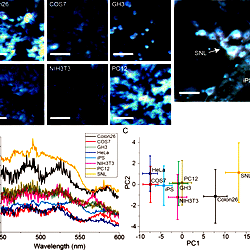 Absorption images and spectra of various cell types.