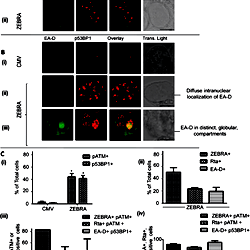 pATM and p53BP1 are induced in response to reactivation of the EBV ...