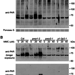 PARP2 activity is regulated by PARP1 in response to DNA alkylating ...