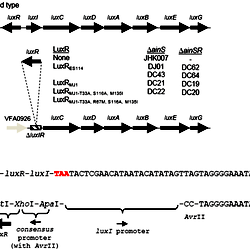 The lux operon in V. fischeri and genomic organization of strains ...