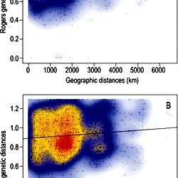 Isolation by distance plot.