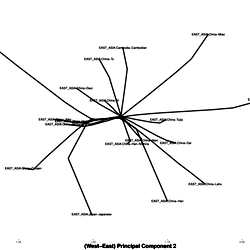 Magnified view of the convex clustering results for the HGDP data in ...