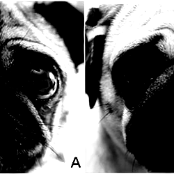Differentiating between higher and lower risk eye morphologies.