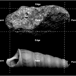 Photographs of stone and shell tools with tool surfaces labeled: P ...
