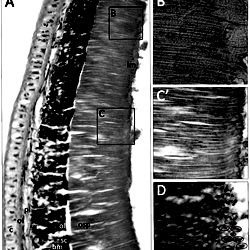 Retinal Development and Ommin Pigment in the Cranchiid Squid ...
