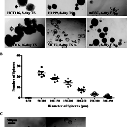 General characteristics of tumor spheres formed from multiple cell lines.