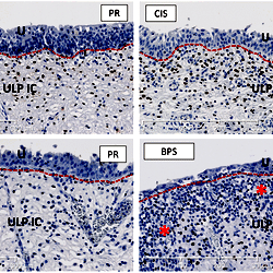 Representative images of PR-staining, showing the decreased amount of ...