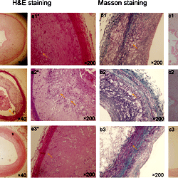 Three kinds of histology staining of sections from the 3 groups.