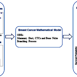 Overview of the Breast Cancer Model.