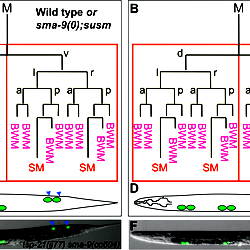 The sma-9(0) suppressor mutations revert the M lineage dorsal-to ...