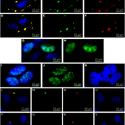 Cellular localization experiments.