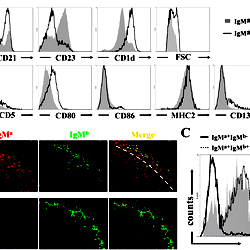 Accumulation of B cells with allelic inclusion in the MZ of spleen and ...