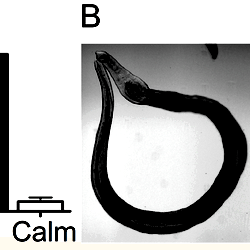 Effect of Sm-Calm suppression on adult schistosomes.