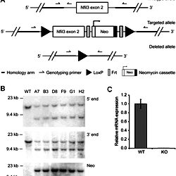 Generation and validation of Nfil3 KO mice.