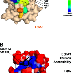 Surface properties of the EphA3 LBD.