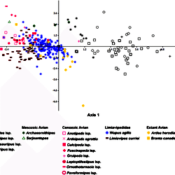 Discriminant analysis morphospace plot comparing Limiavipedidae (Wupus ...