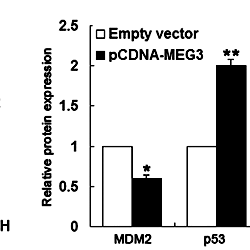 MEG3 induces the activation of p53 and Bcl-xl proteins.