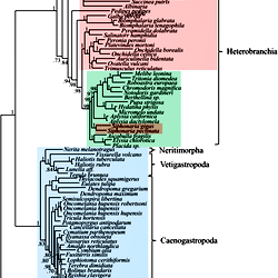 Bayesian analysis of gastropod phylogeny, based on amino acid alignment ...