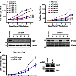 Depletion of HOIP or TRAF1 impairs LCL growth and survival.