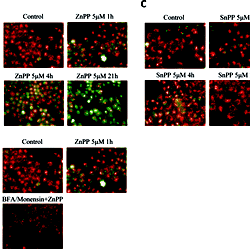ZnPP enhances lysosome membrane permeability.