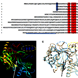 Sequence comparisons of the N-terminal region and structure analysis of ...