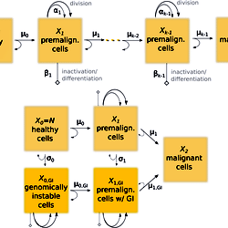 Schematic structure of a k-stage model (top) and the two-path model ...