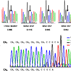 Electropherograms confirming heteroplasmy.