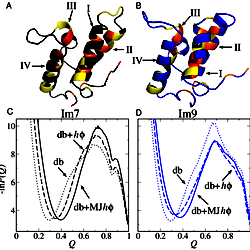 Structures and folding thermodynamics of Im7 and Im9.