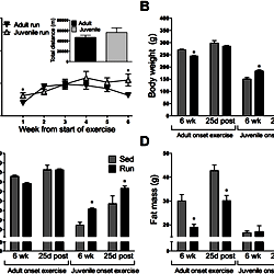 Effects of age of exercise onset on body composition across the lifespan.