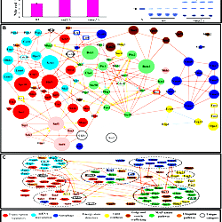 The fat storage regulation network.