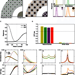Patterns of dark dominance in cortical input.