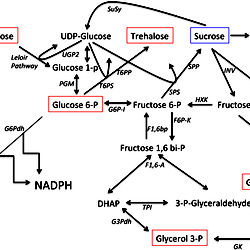 Overview of selected carbohydrate pathways.