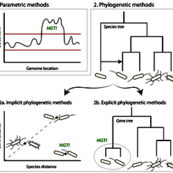 Conceptual overview of HGT inference methods.
