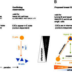 The conventional versus a new integrative CSC model for breast cancer.