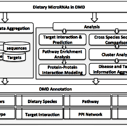 DMD construction workflow and the outline of data content.